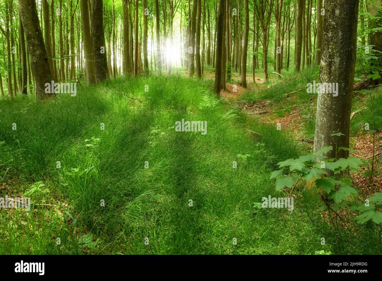 Hidden mystery path leading through growing beech trees in magical ...