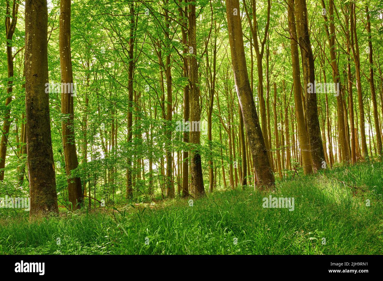 Landscape view of a scenic forest of fresh green and deciduous trees ...
