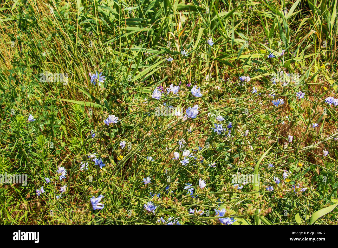 Blooming chicory, common chicory (Cichorium intybus). Honey plant ...