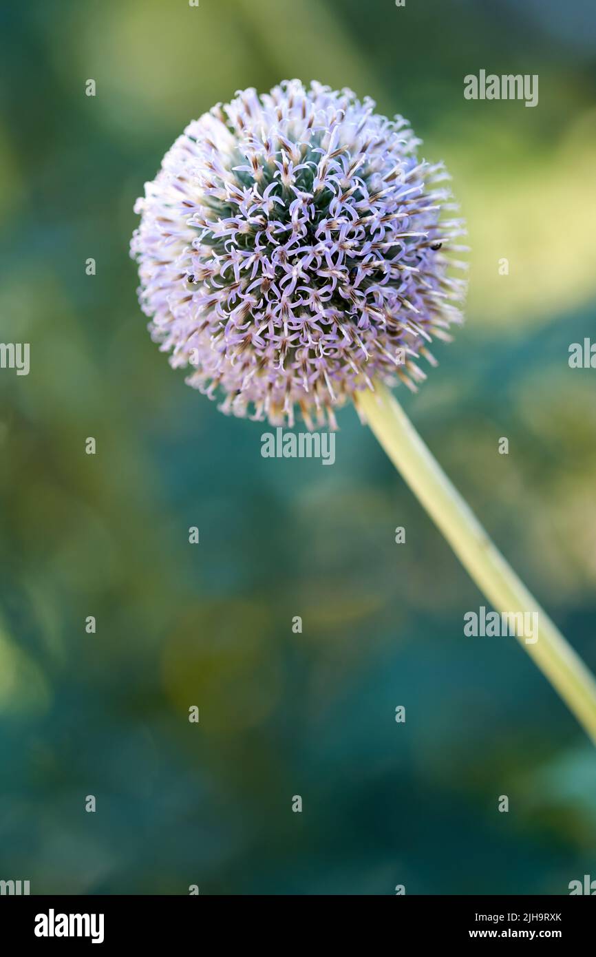Closeup of a wild globe thistle flower blossoming and blooming for ...