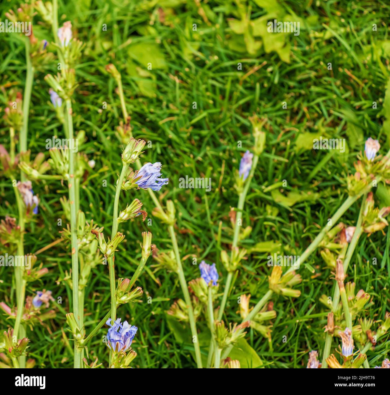 Blooming chicory, common chicory (Cichorium intybus). Honey plant ...