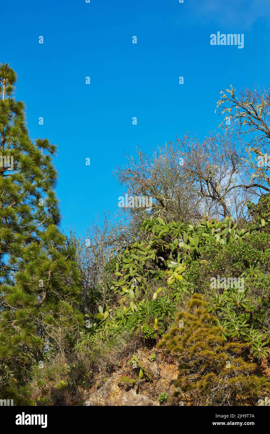 Green and lush forest on the Island of La Palma, Canary islands in ...
