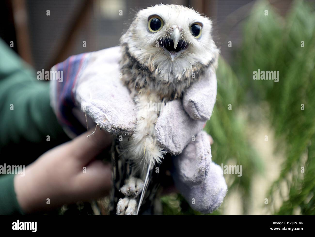 Happy hOWLoween: Something to HOOT about, Natalie Horner, Section Head ...