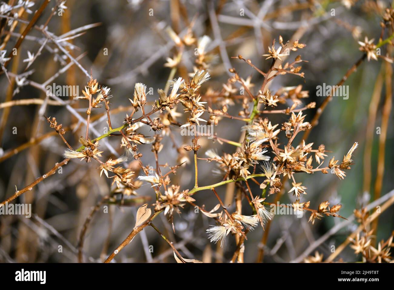 Polycarpaea plant in a garden in Santiago, Chile Stock Photo - Alamy