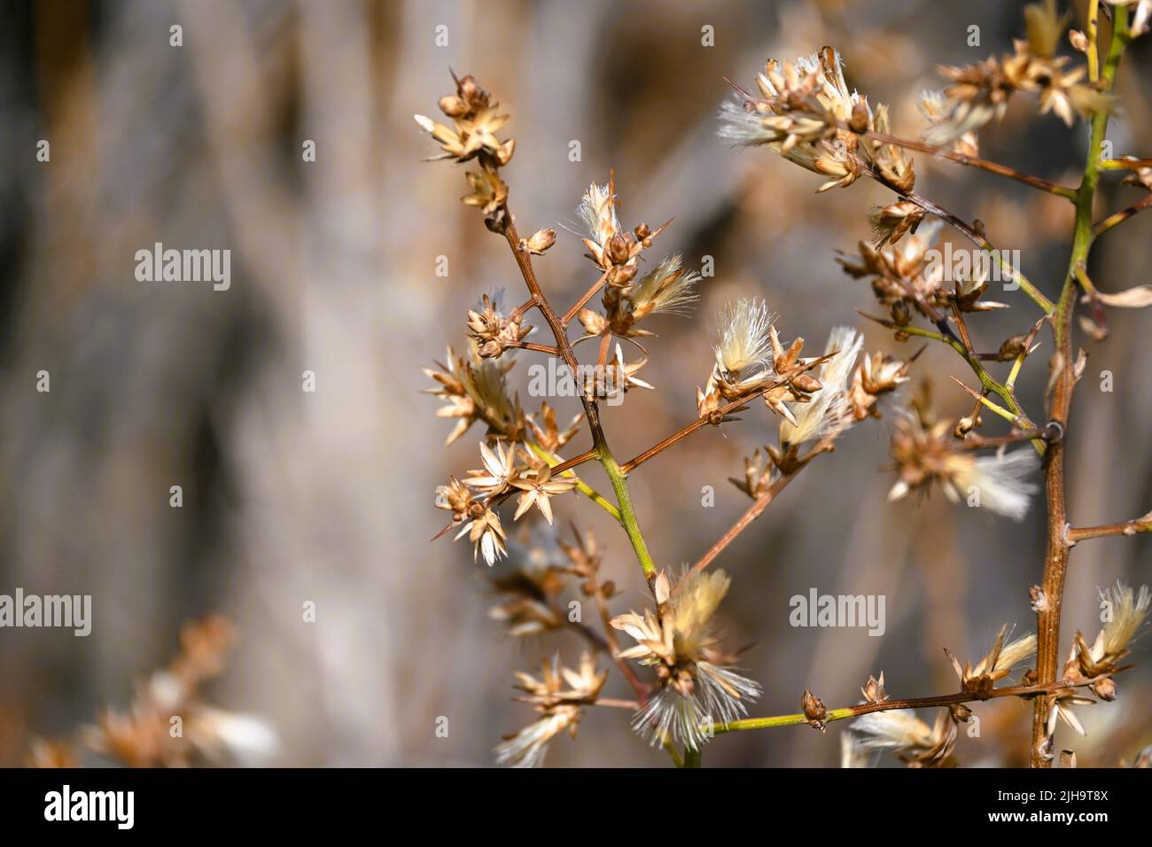 Polycarpaea plant in a garden in Santiago, Chile Stock Photo - Alamy