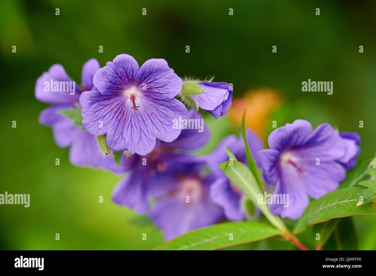 Closeup of cranesbill flowers growing, blooming on green bush stems in ...
