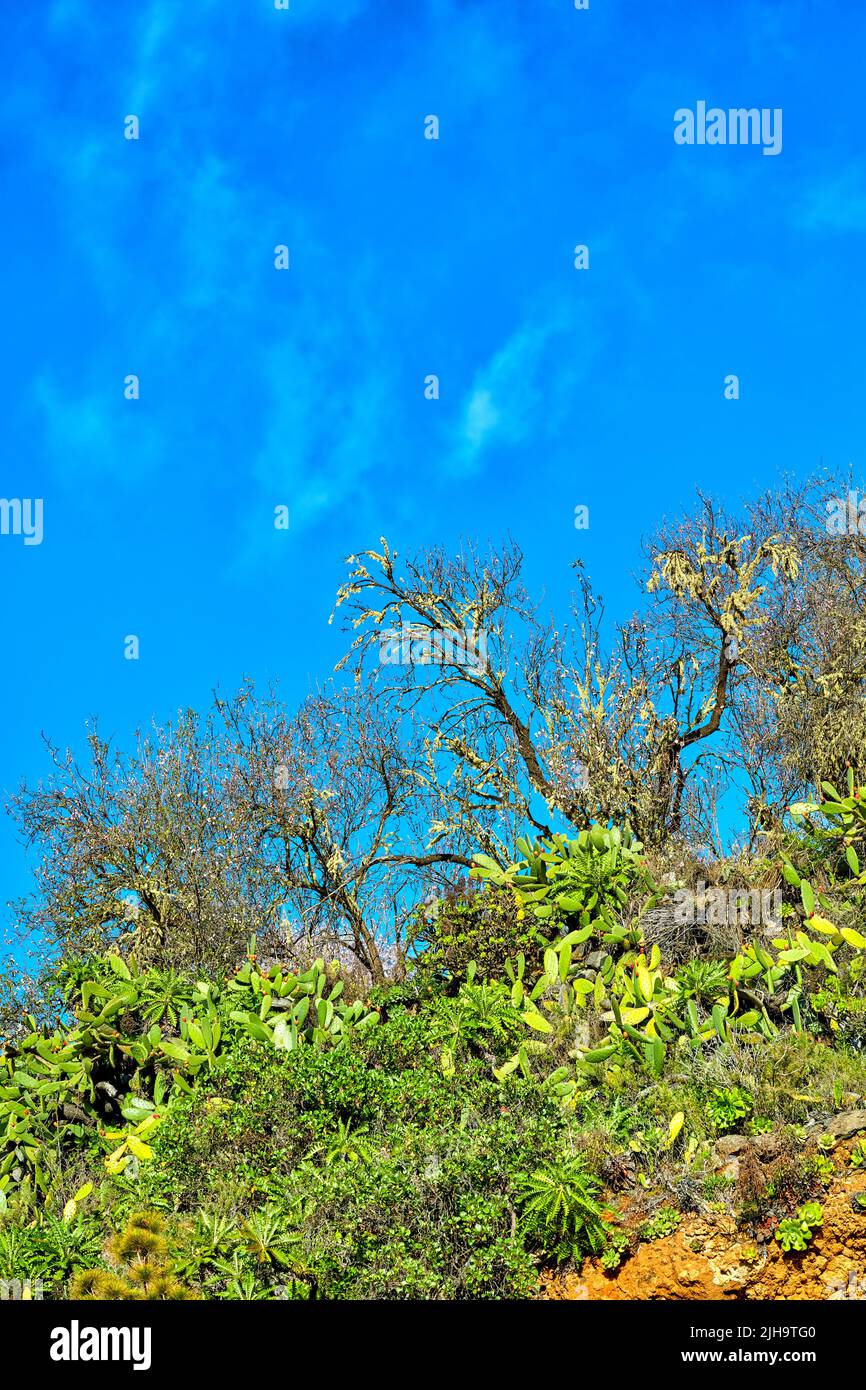 Succulent prickly pear fruit, lush green shrubs or bushes farmed and ...