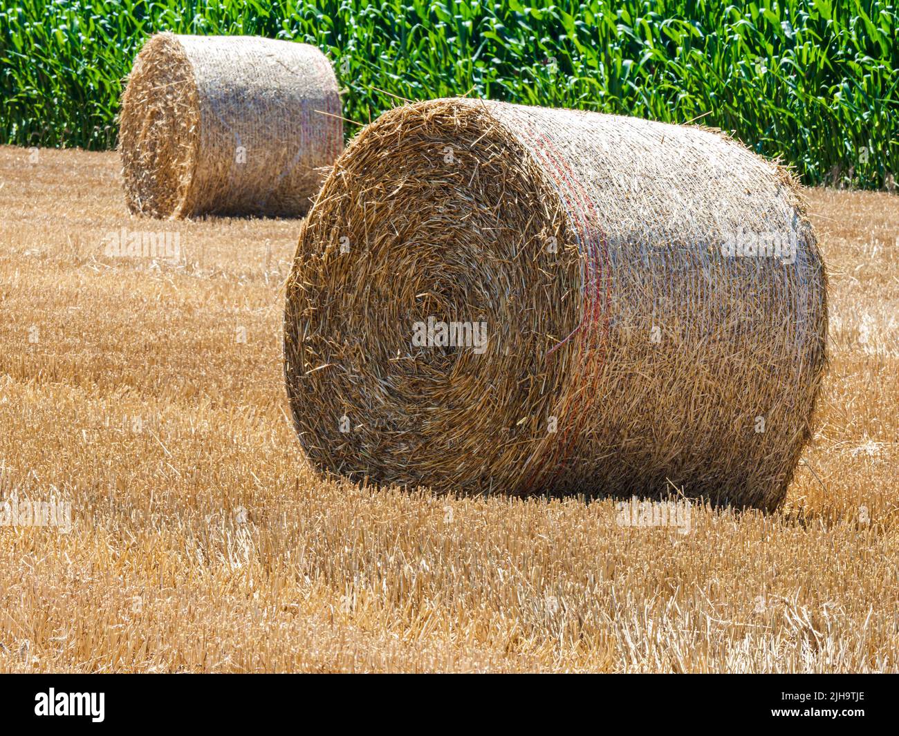 Cylinder-shaped hay bales in the fields of Alsace. France Stock Photo ...
