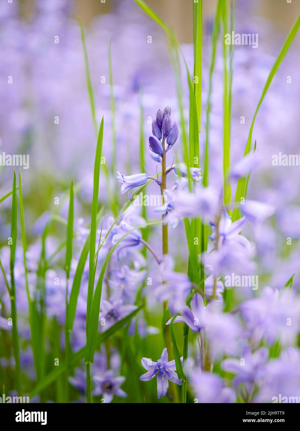 Closeup of blue kent bell flowers growing and flowering on green stems ...