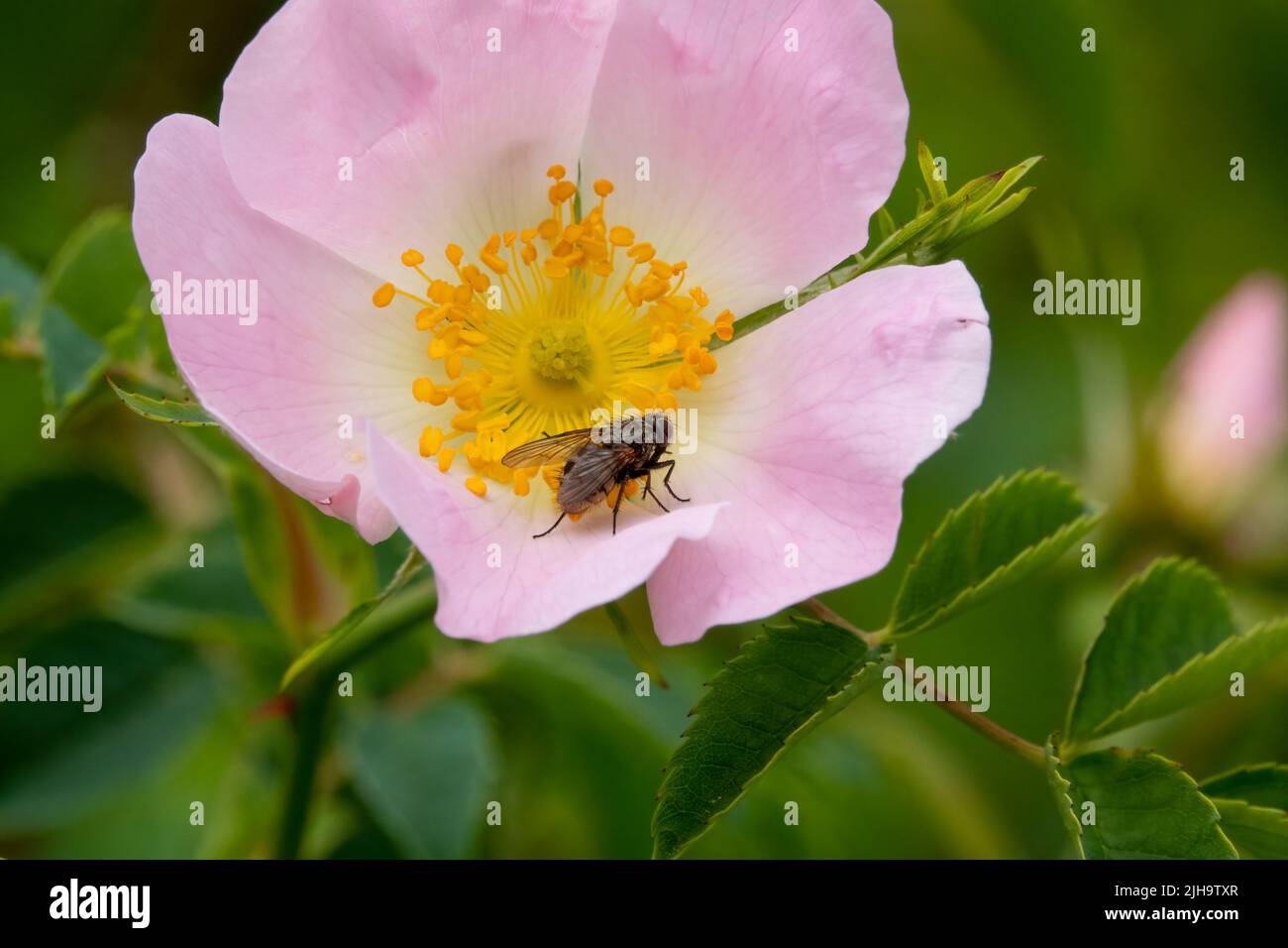 detailed close up of a beautiful pink dog rose (Rosa canina) with a ...