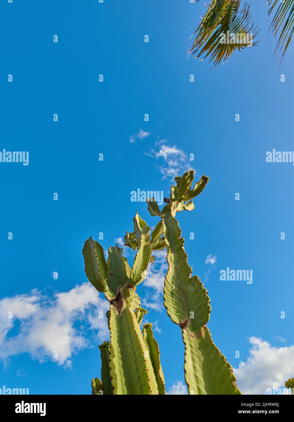Green succulent cactus plants growing against blue sky with clouds and ...