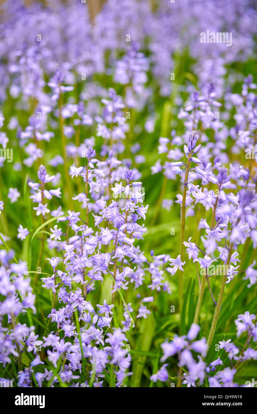 Closeup of common bluebell flowers growing and flowering on green stems ...