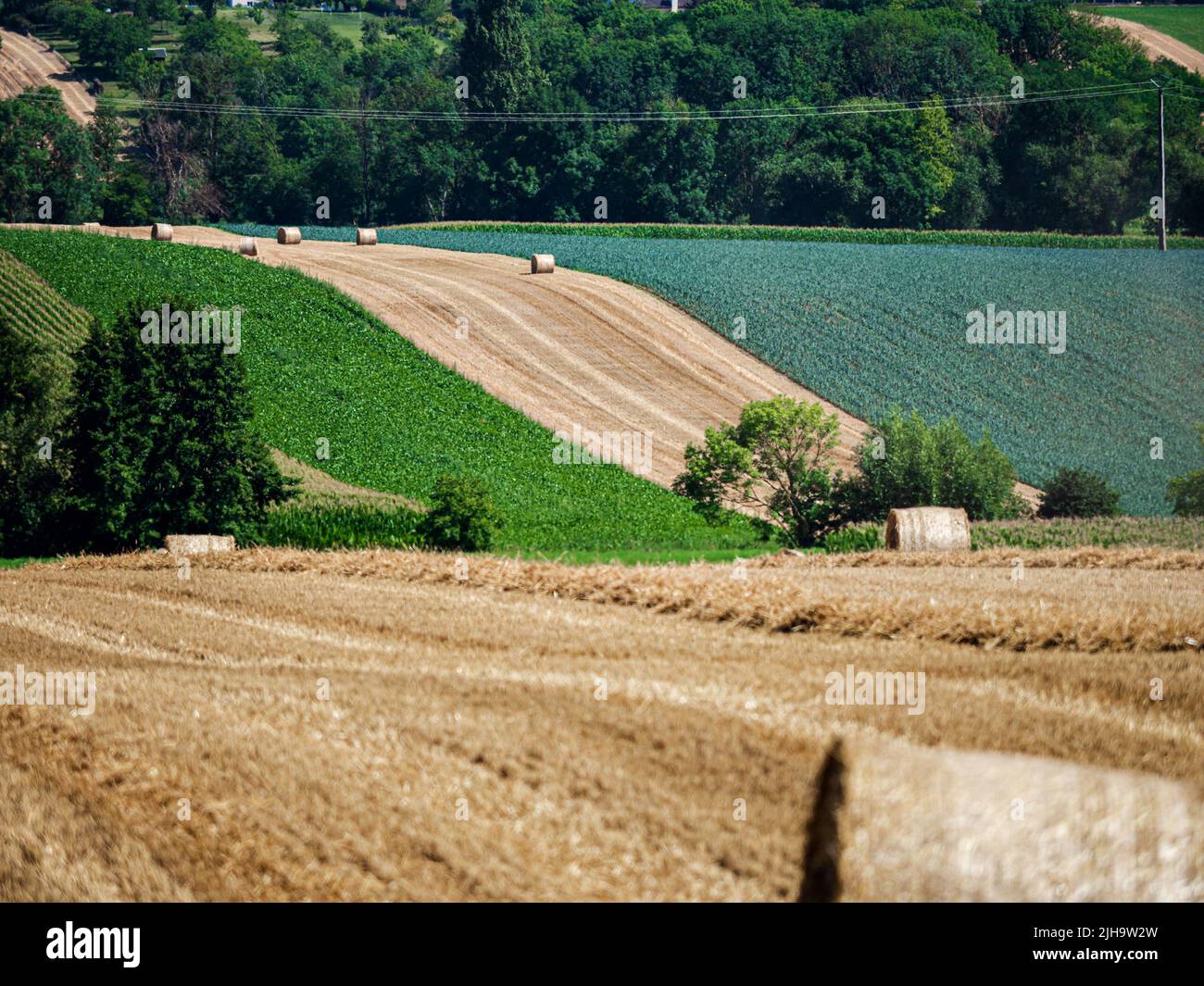 Cylinder-shaped hay bales in the fields of Alsace. France Stock Photo ...