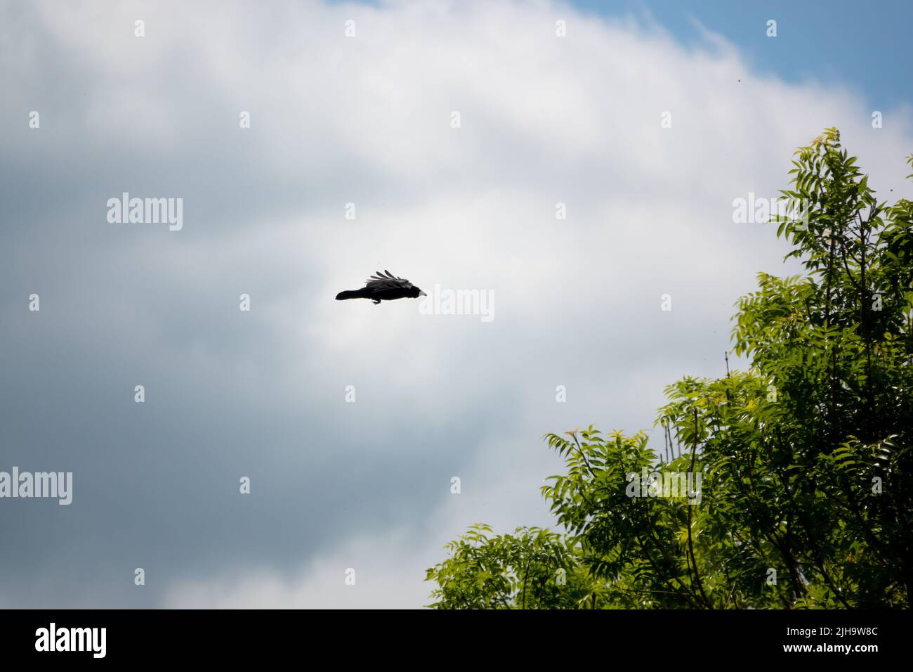 a black crow (Corvus) in flight Stock Photo - Alamy