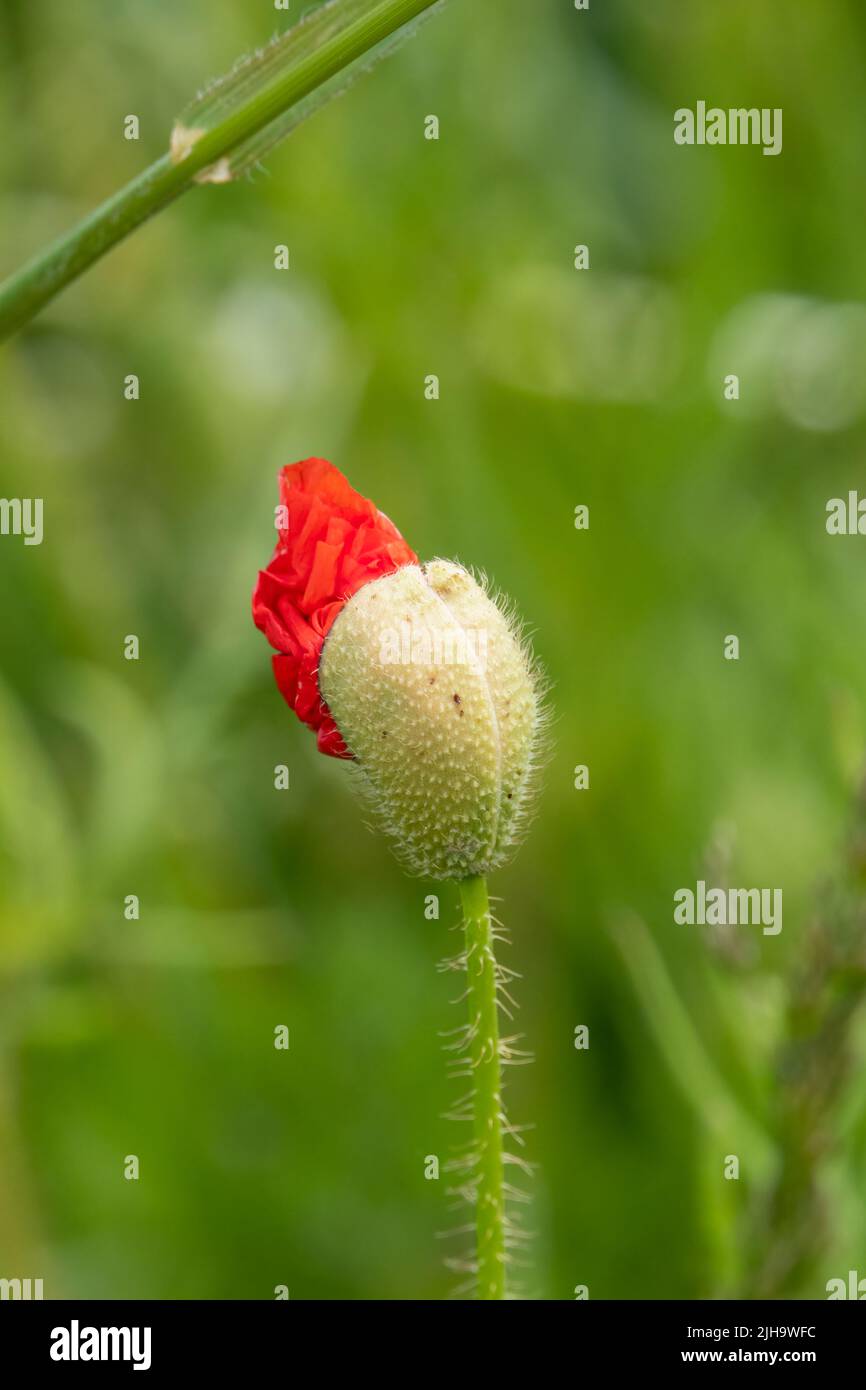 detailed close up of a budding Common Poppy (Papaver rhoeas Stock Photo ...