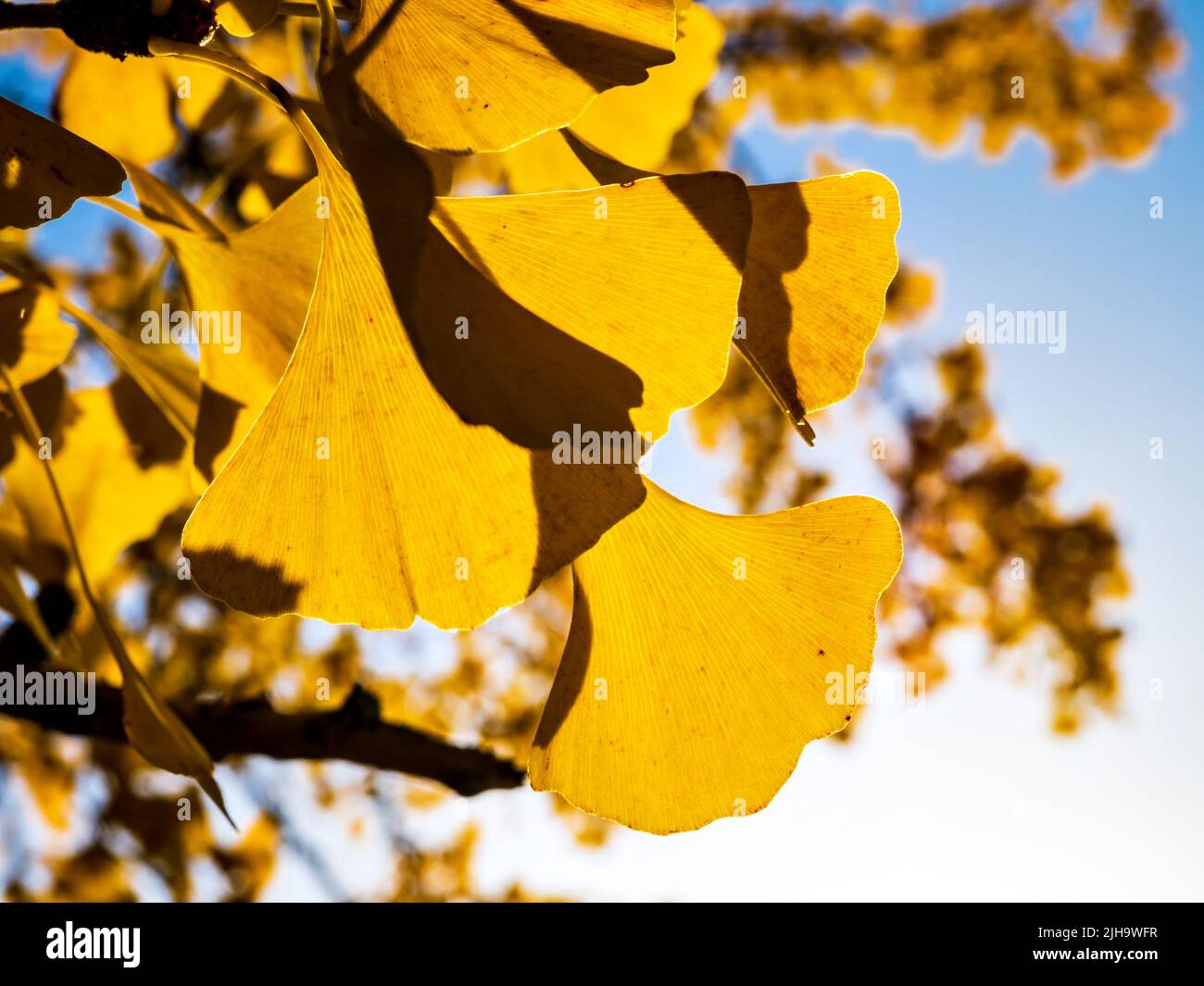 Autumn colors in the city of Strasbourg. Yellow, red, orange leaves ...
