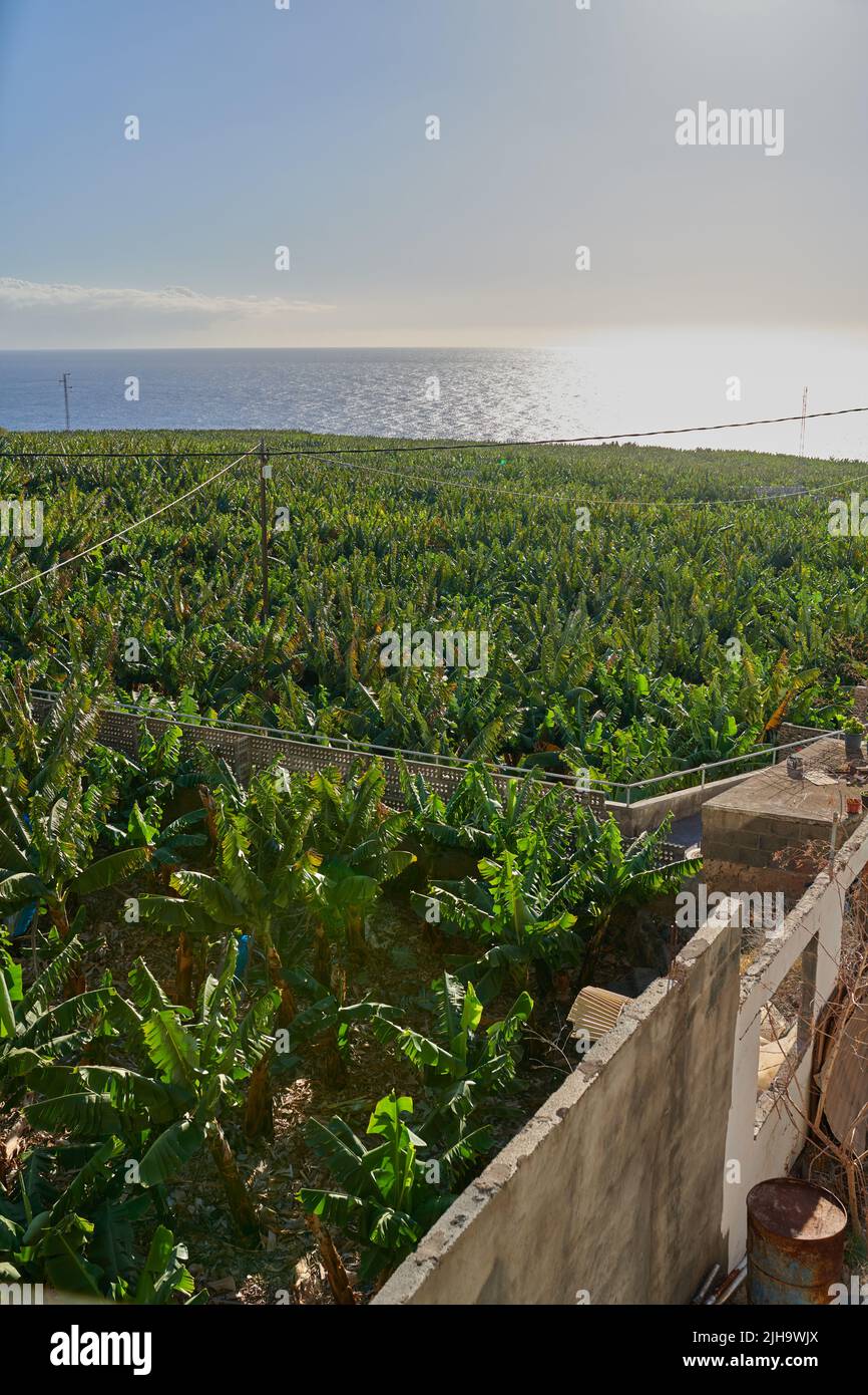 Landscape of banana plantation farm near tropical sea on an island ...