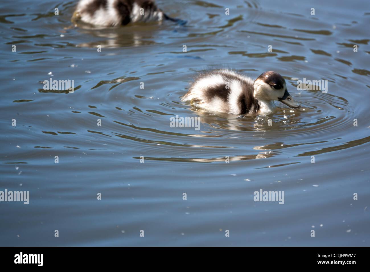 closeup of barnacle geese gosling (Branta leucopsis Stock Photo - Alamy