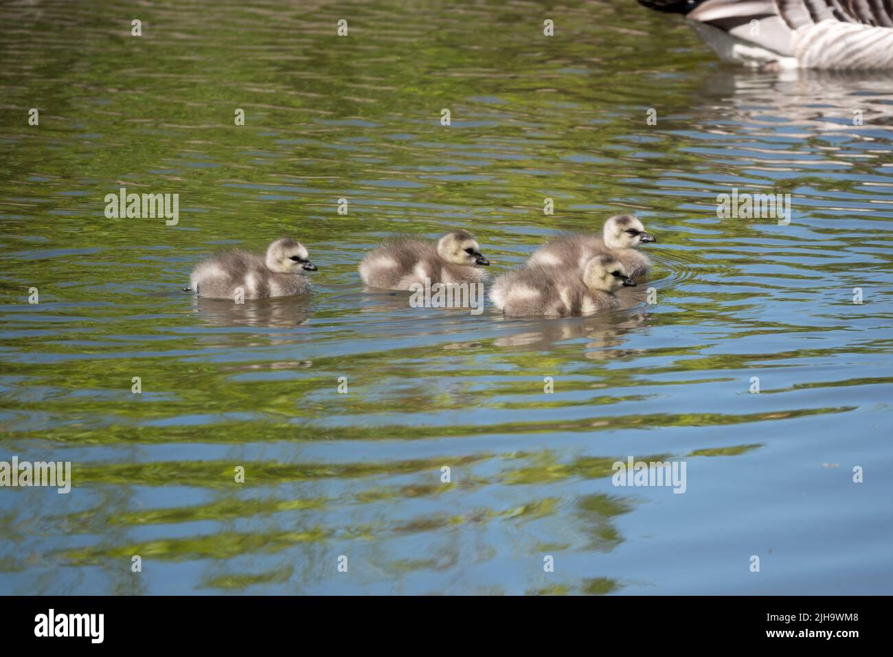 closeup of barnacle geese gosling (Branta leucopsis Stock Photo - Alamy
