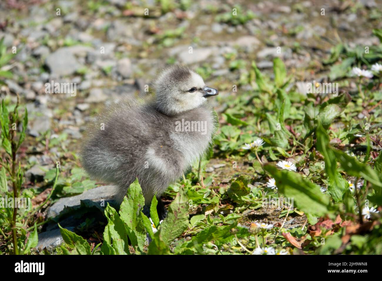 closeup of barnacle geese gosling (Branta leucopsis Stock Photo - Alamy