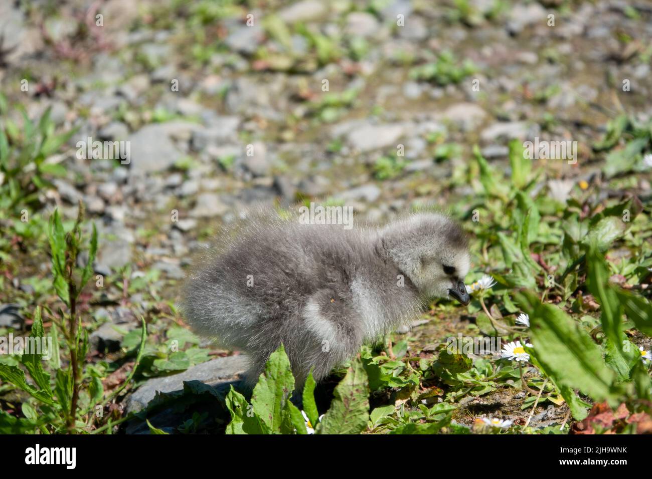 closeup of barnacle geese gosling (Branta leucopsis Stock Photo - Alamy