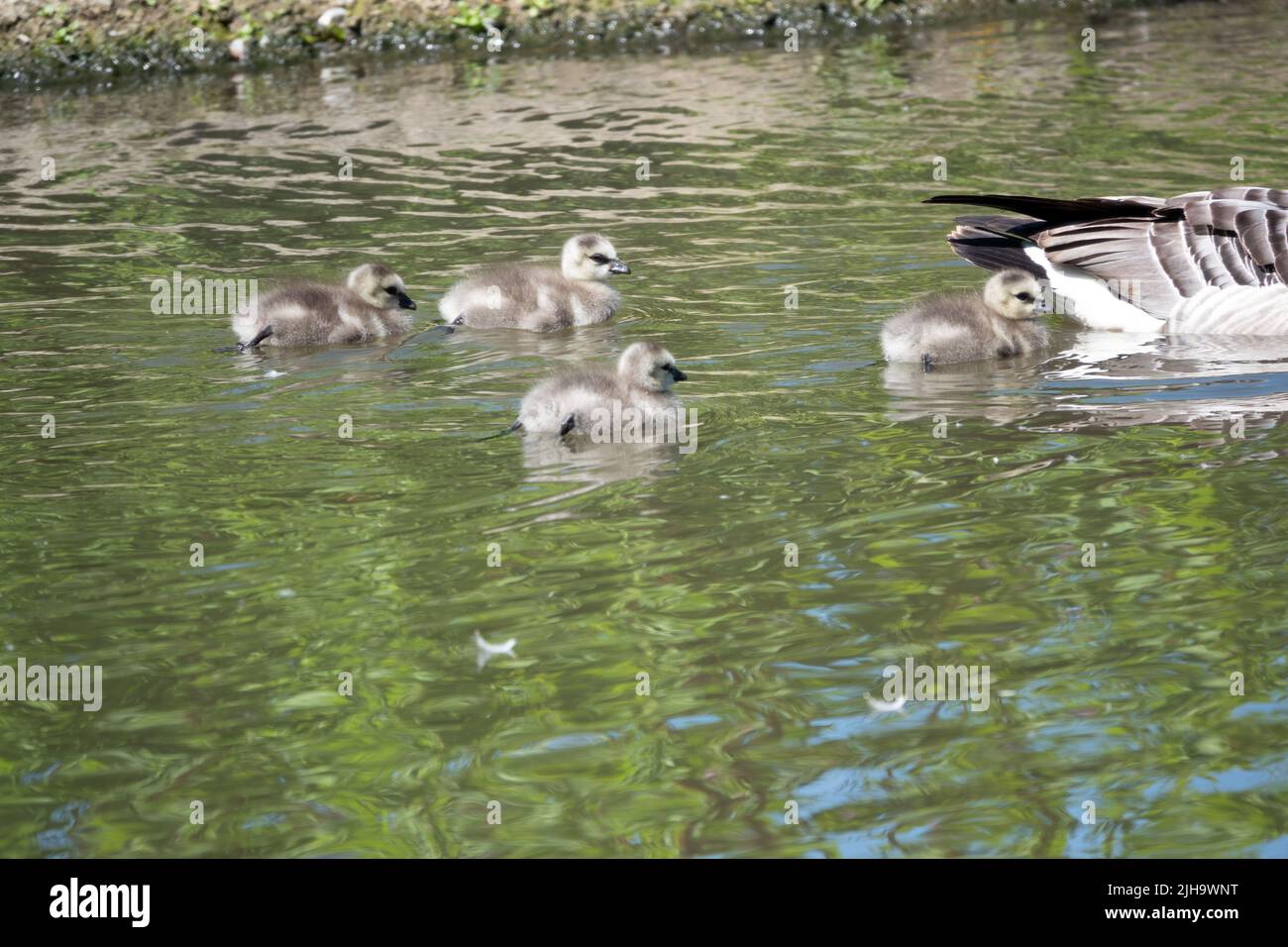 closeup of barnacle geese gosling (Branta leucopsis Stock Photo - Alamy