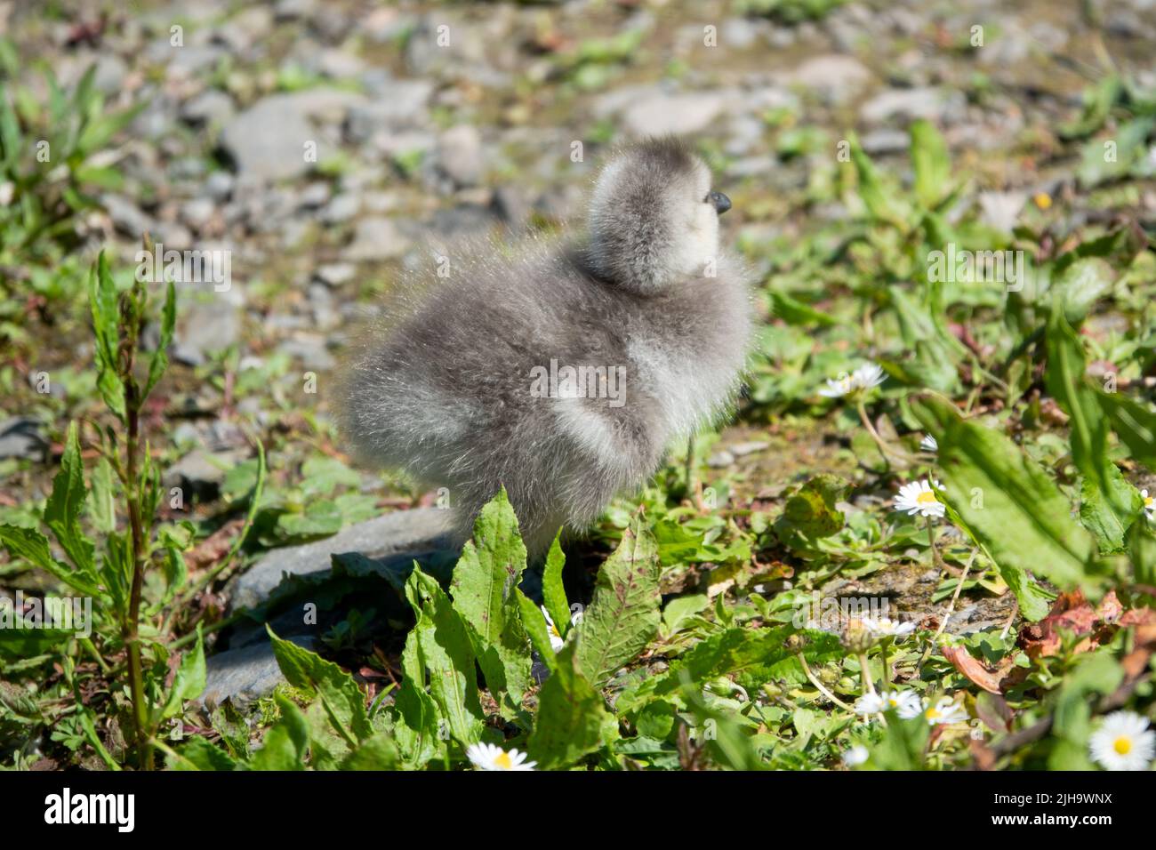closeup of barnacle geese gosling (Branta leucopsis Stock Photo - Alamy