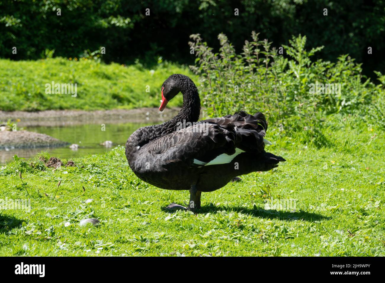 Beautiful black swan sitting hi-res stock photography and images - Alamy