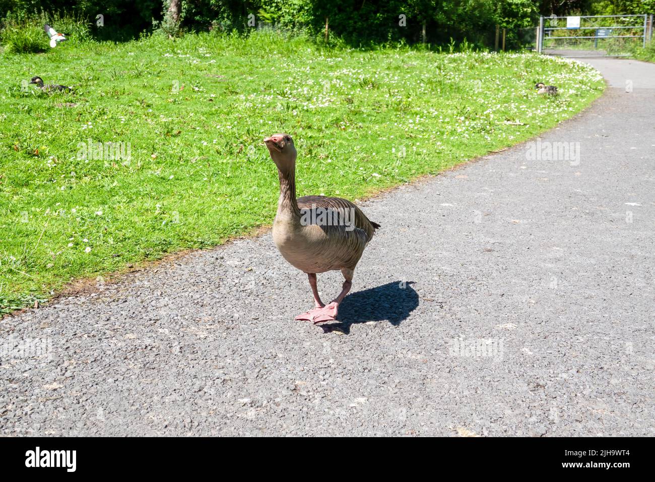 Sparrow goose hi-res stock photography and images - Alamy
