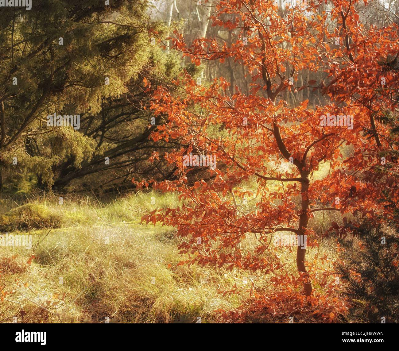 Magical and secluded forest in autumn. A mysterious paradise in a quiet ...