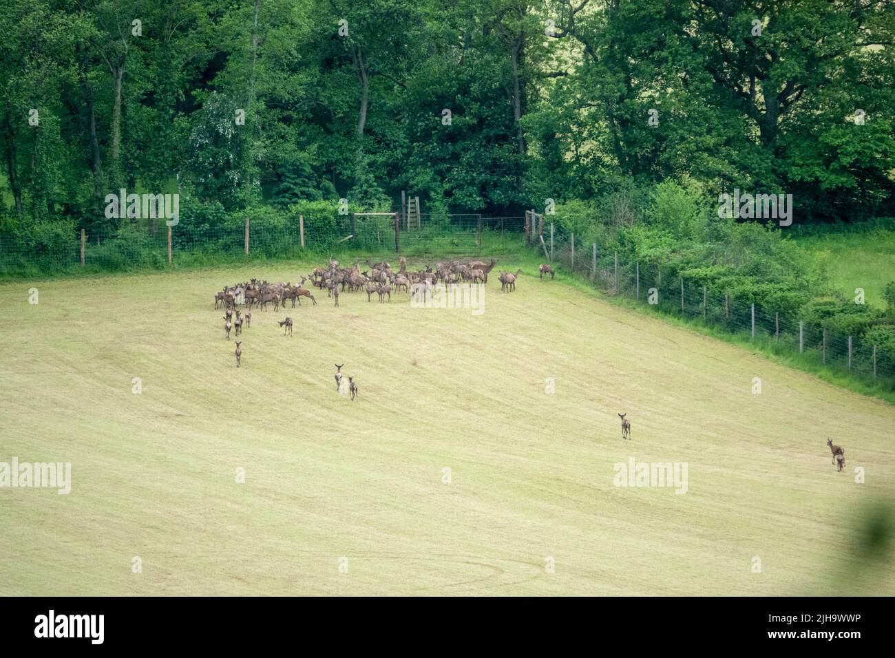 Farming fallow deer hi-res stock photography and images - Alamy