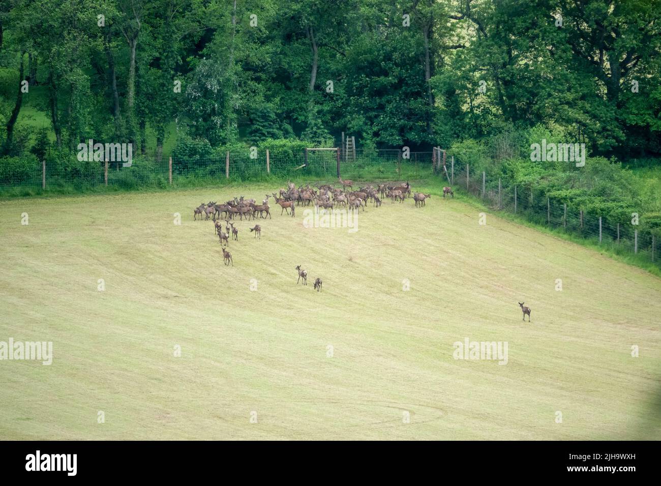 a large herd of farmed fallow deer (Dama dama) on a vanison farm Stock ...