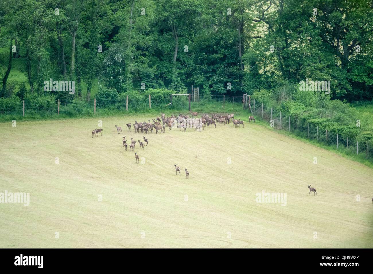 a large herd of farmed fallow deer (Dama dama) on a vanison farm Stock ...