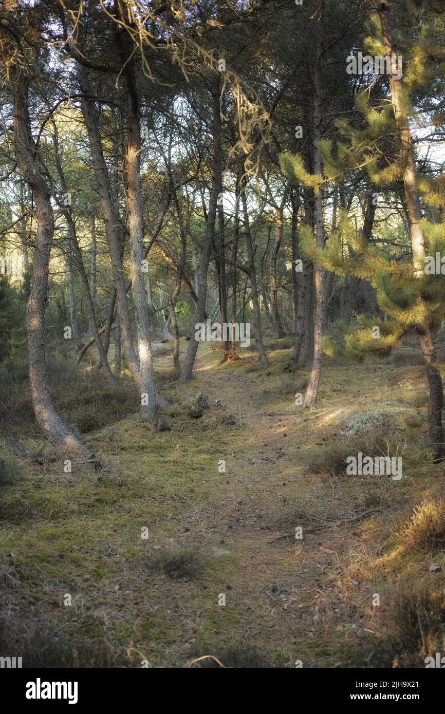 A mystical pine tree forest with a hidden walking path. Landscape view ...