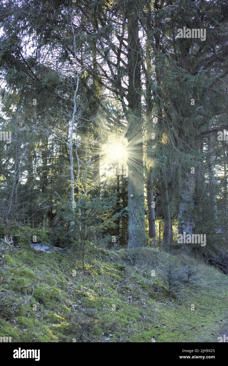 Spring sunshine through trees hi-res stock photography and images - Alamy