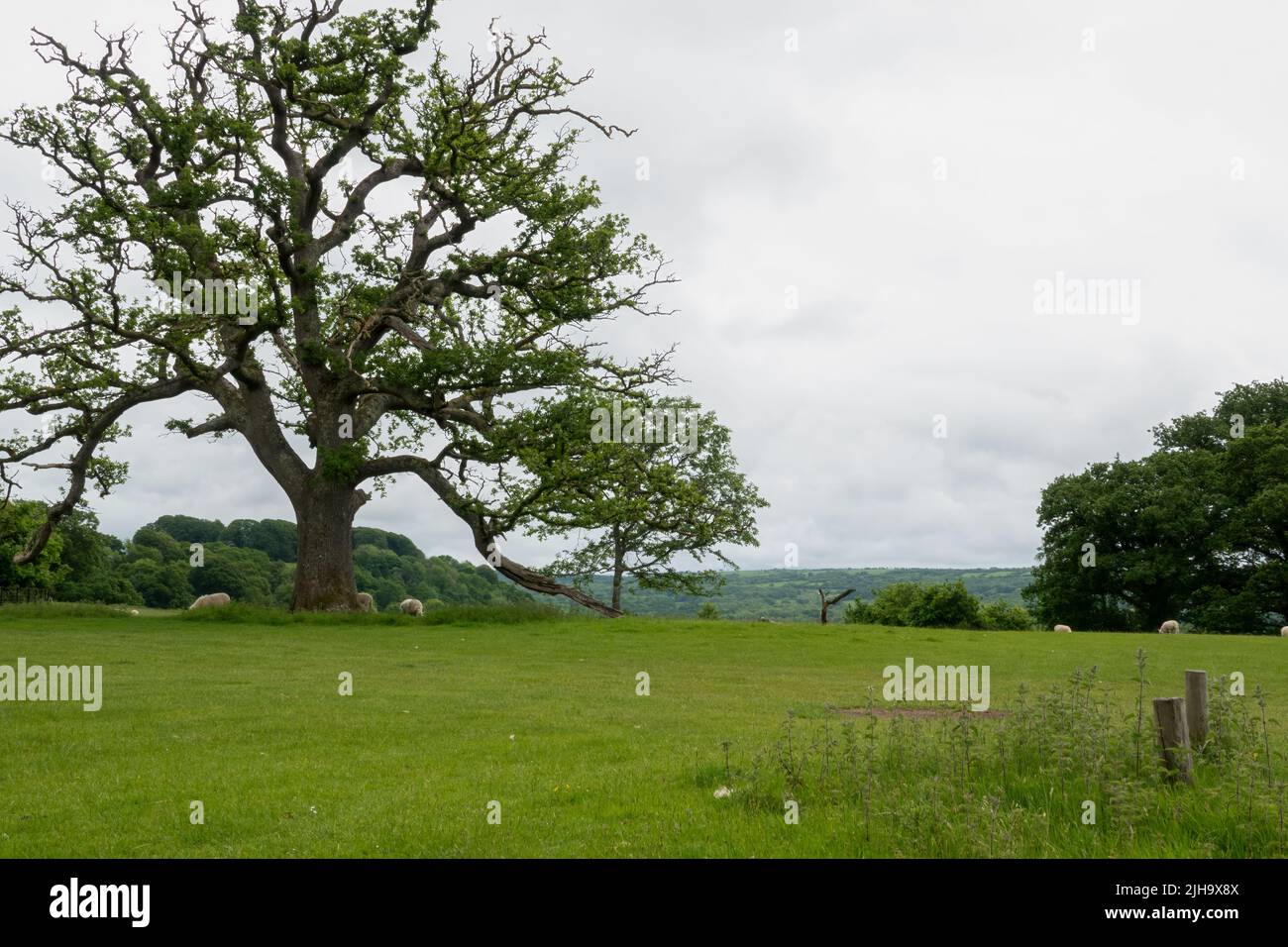 magnificent Oak tree at Dinefwr Park National Nature Reserve Stock ...