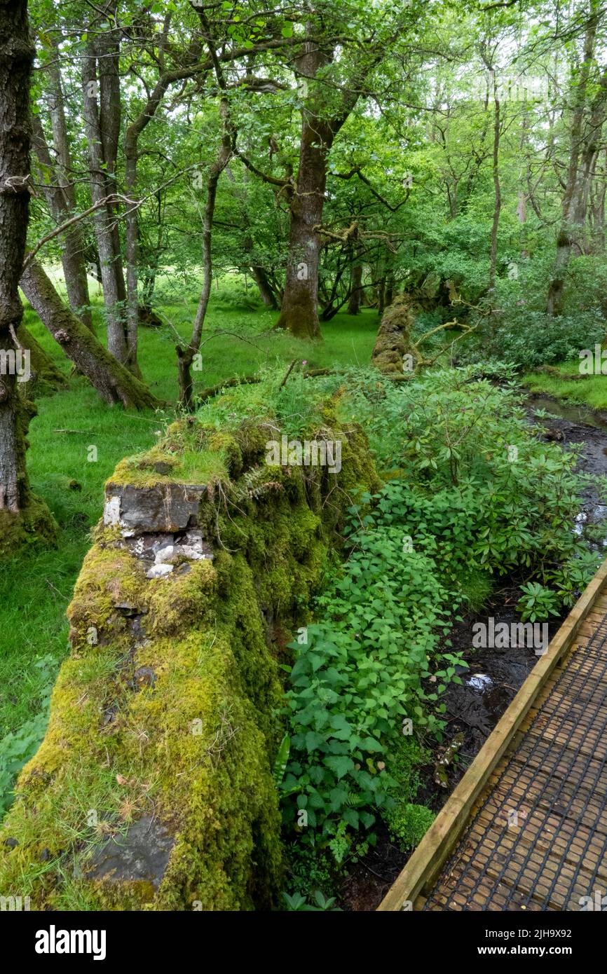 Medieval moss covered estate walls of the Dinfwr Castle at Dinefwr Park ...
