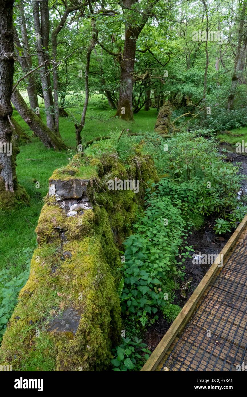 Medieval moss covered estate walls of the Dinfwr Castle at Dinefwr Park ...