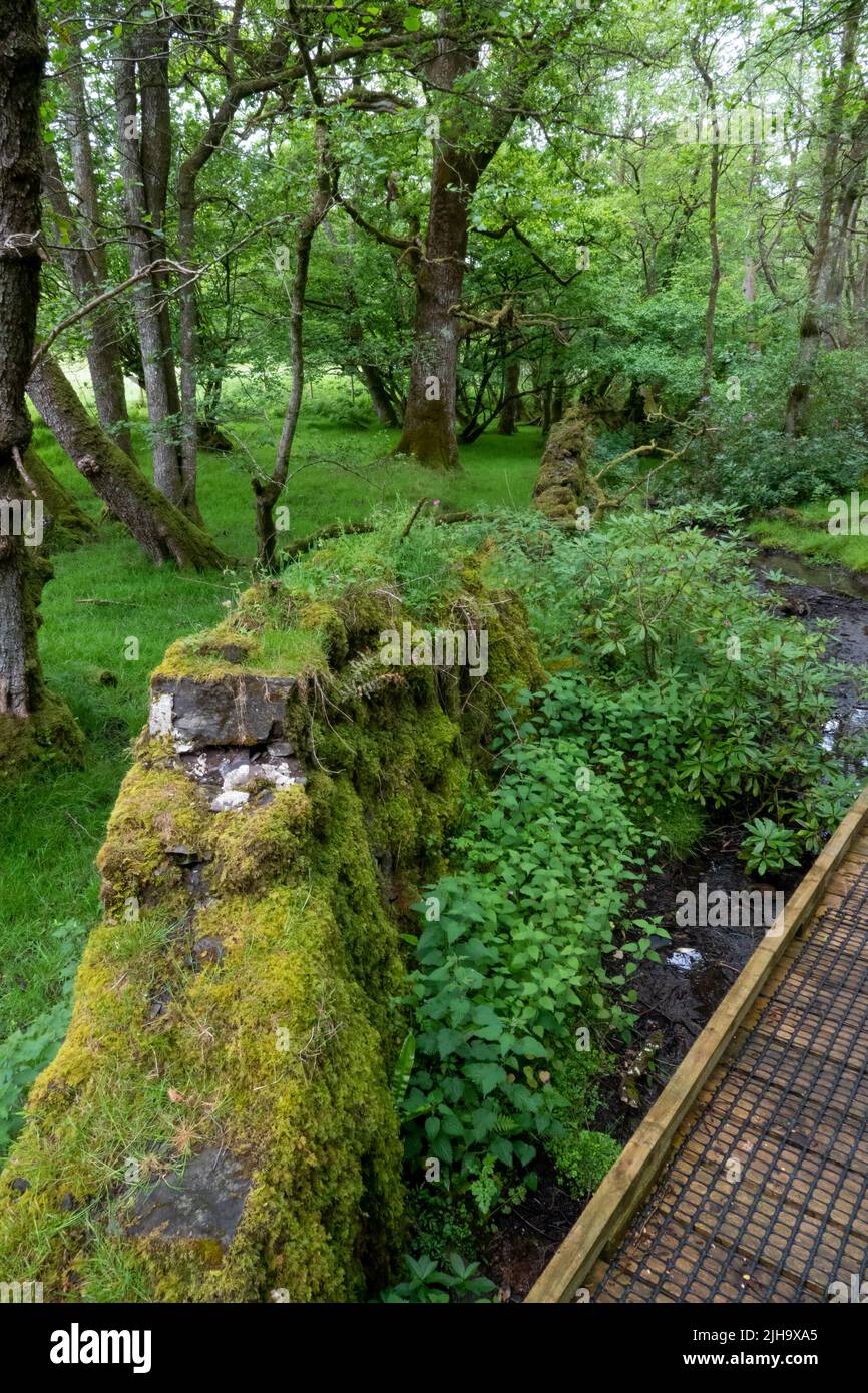Medieval moss covered estate walls of the Dinfwr Castle at Dinefwr Park ...