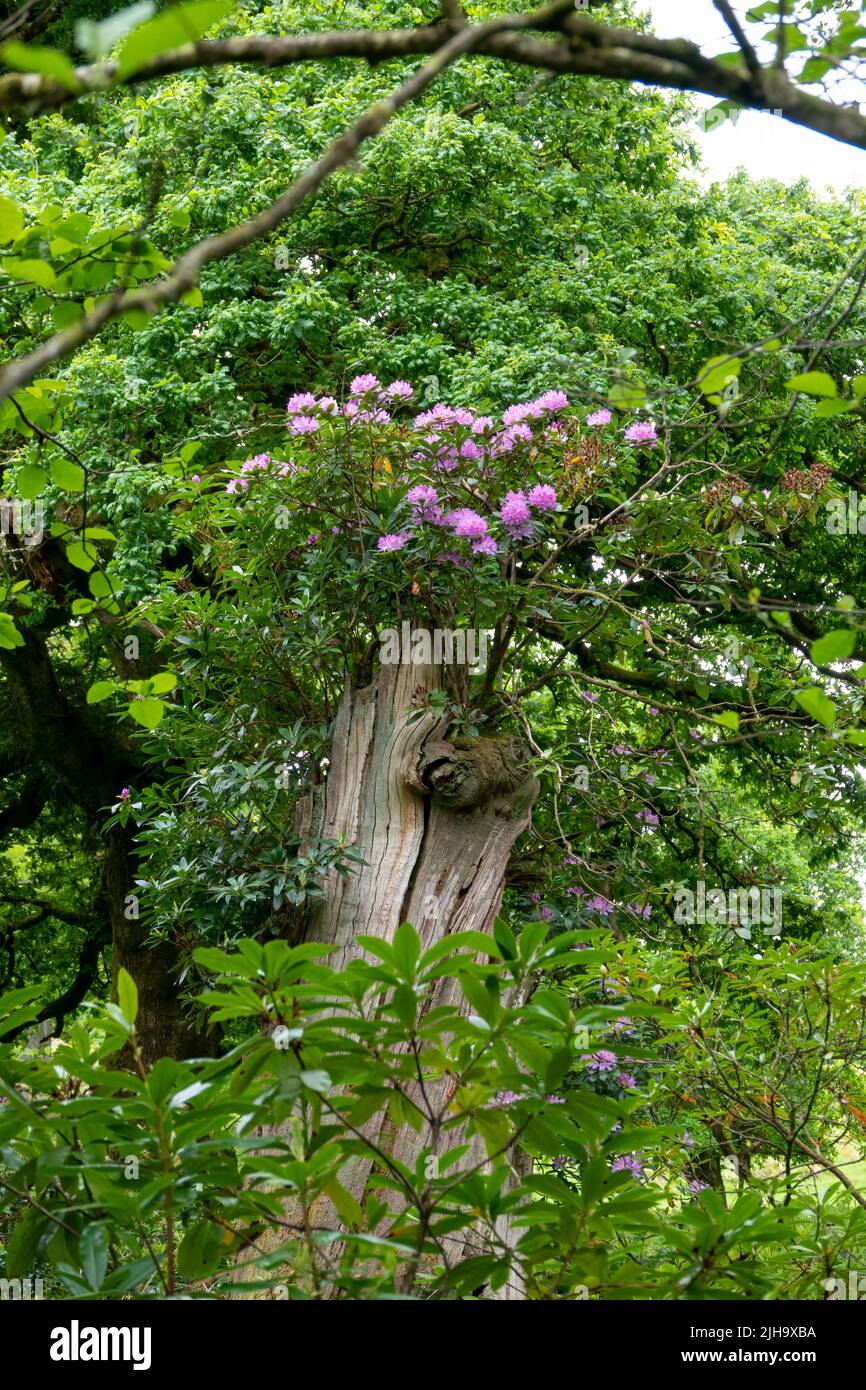 Close up of a beautiful common Rhododendron (Rhododendron ponticum ...