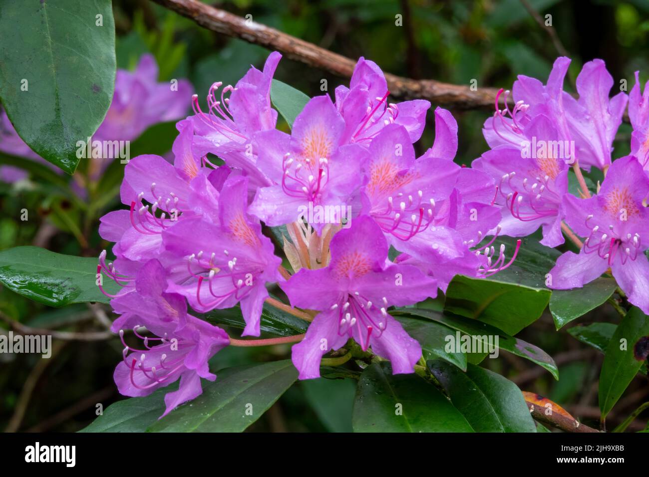 Close up of a beautiful common Rhododendron (Rhododendron ponticum ...