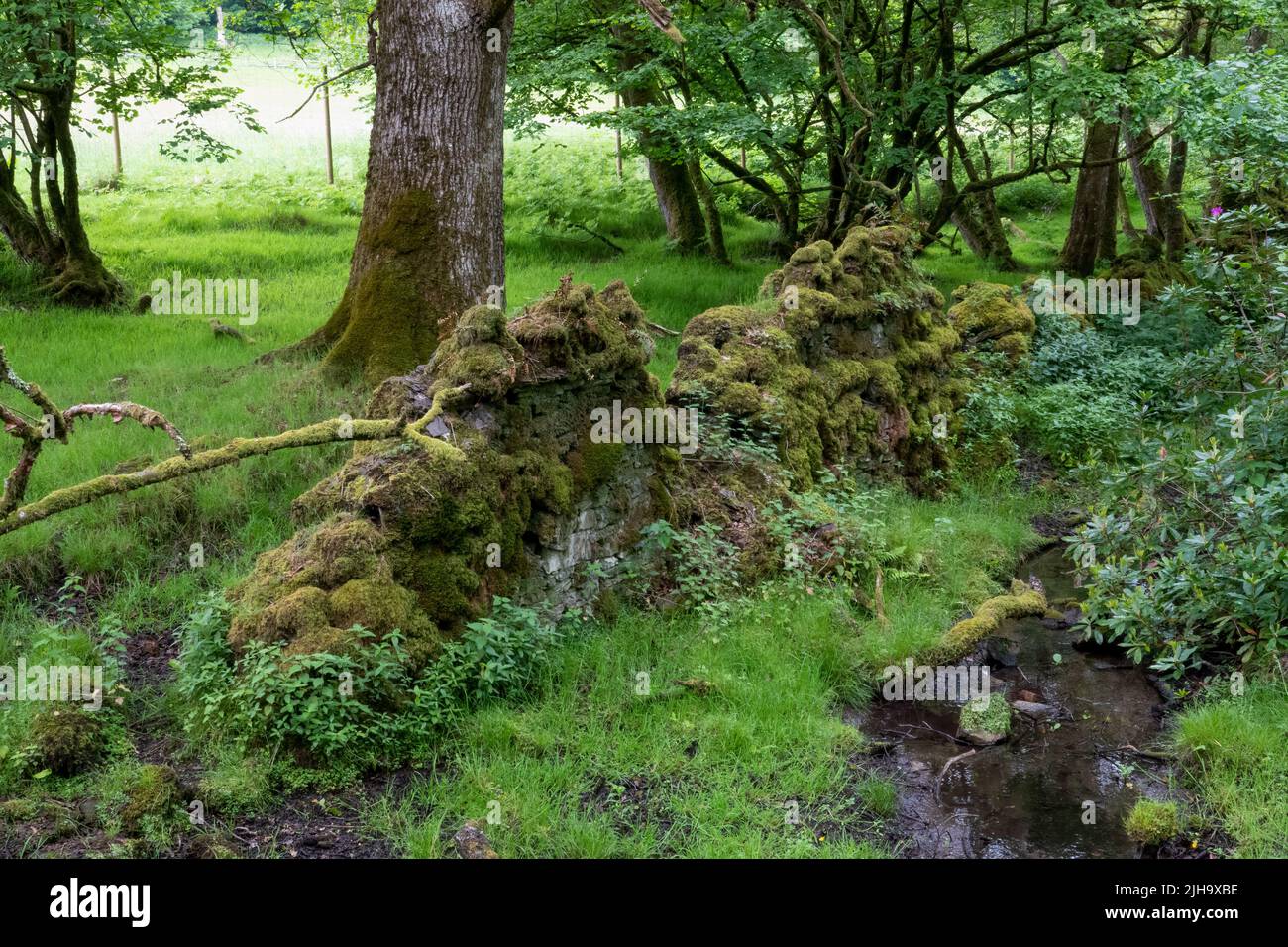 Medieval moss covered estate walls of the Dinfwr Castle at Dinefwr Park ...