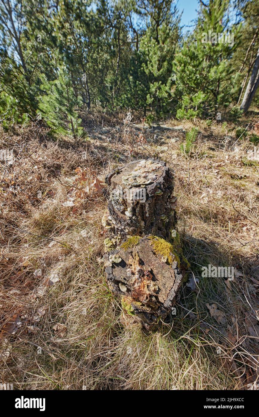 Closeup view of a moss covered tree stump in an open grass field in the ...