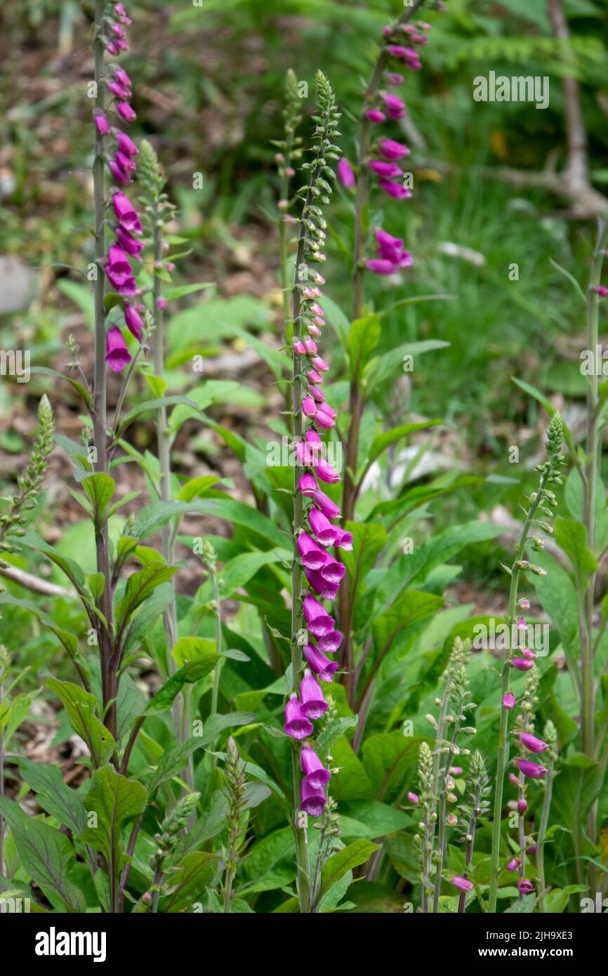 Digitalis food plant hi-res stock photography and images - Alamy