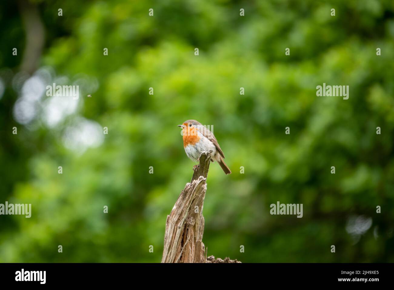 robin redbreast perches on a tree stump (Erithacus rubecula Stock Photo ...
