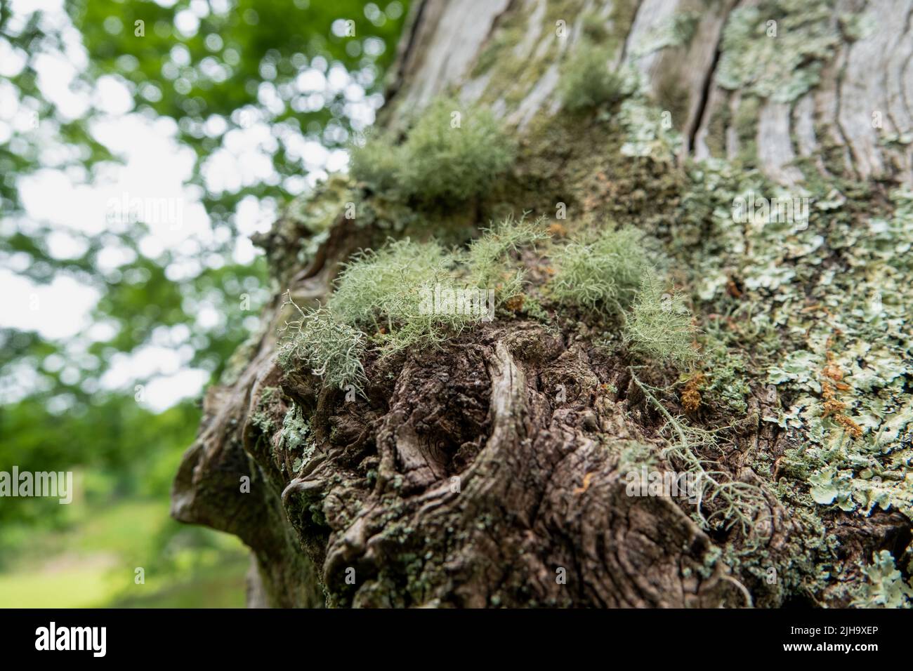 detailed closeup of a Beard lichen (Usnea Stock Photo - Alamy