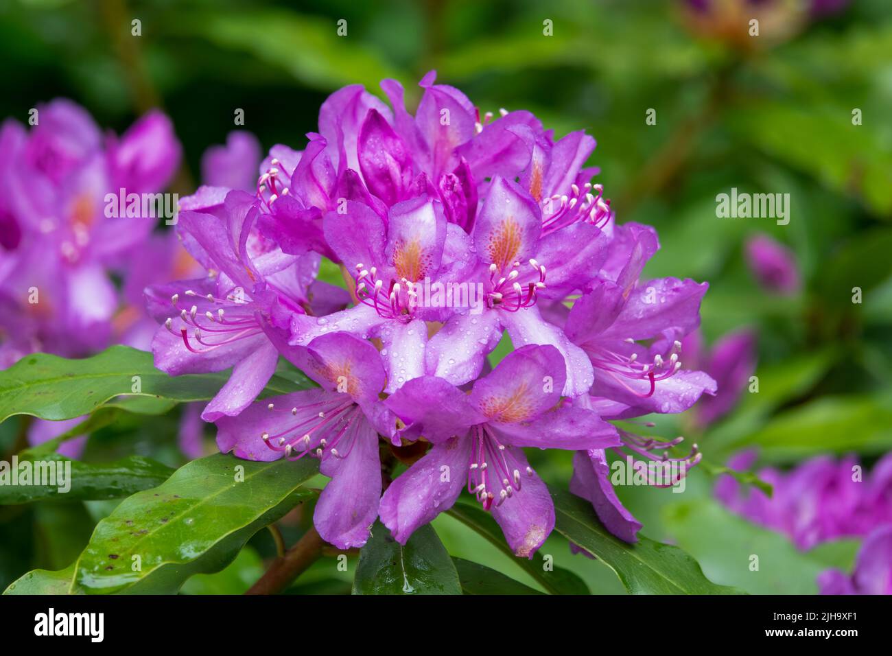 Close up of a beautiful common Rhododendron (Rhododendron ponticum ...