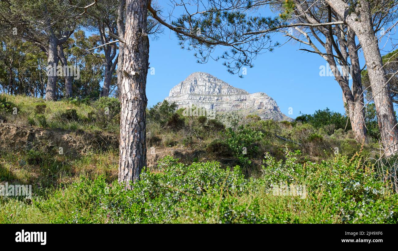 Lush green pine trees and shrubs growing in a wild, remote forest near ...