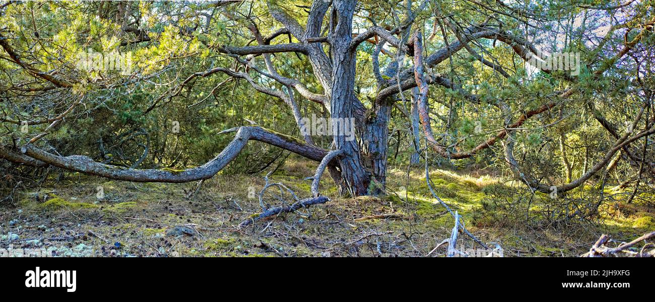 Closeup landscape view of a unique tree in a green park in Kattegat in ...