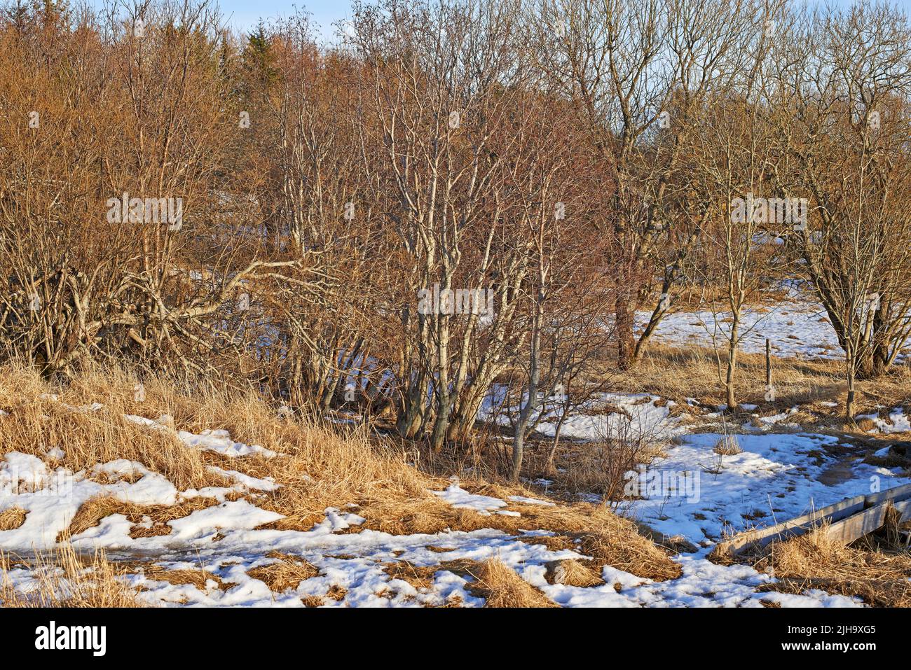 Leafless forest trees with melting snow in early spring. Seasonal ...